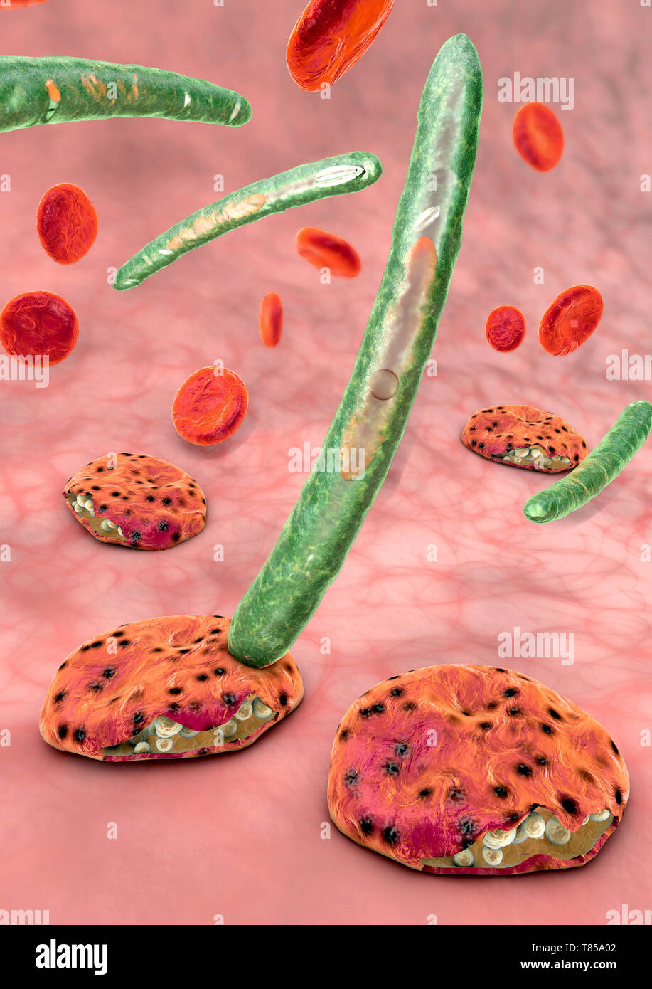 Malaria parasite hi-res stock photography and images - Alamy