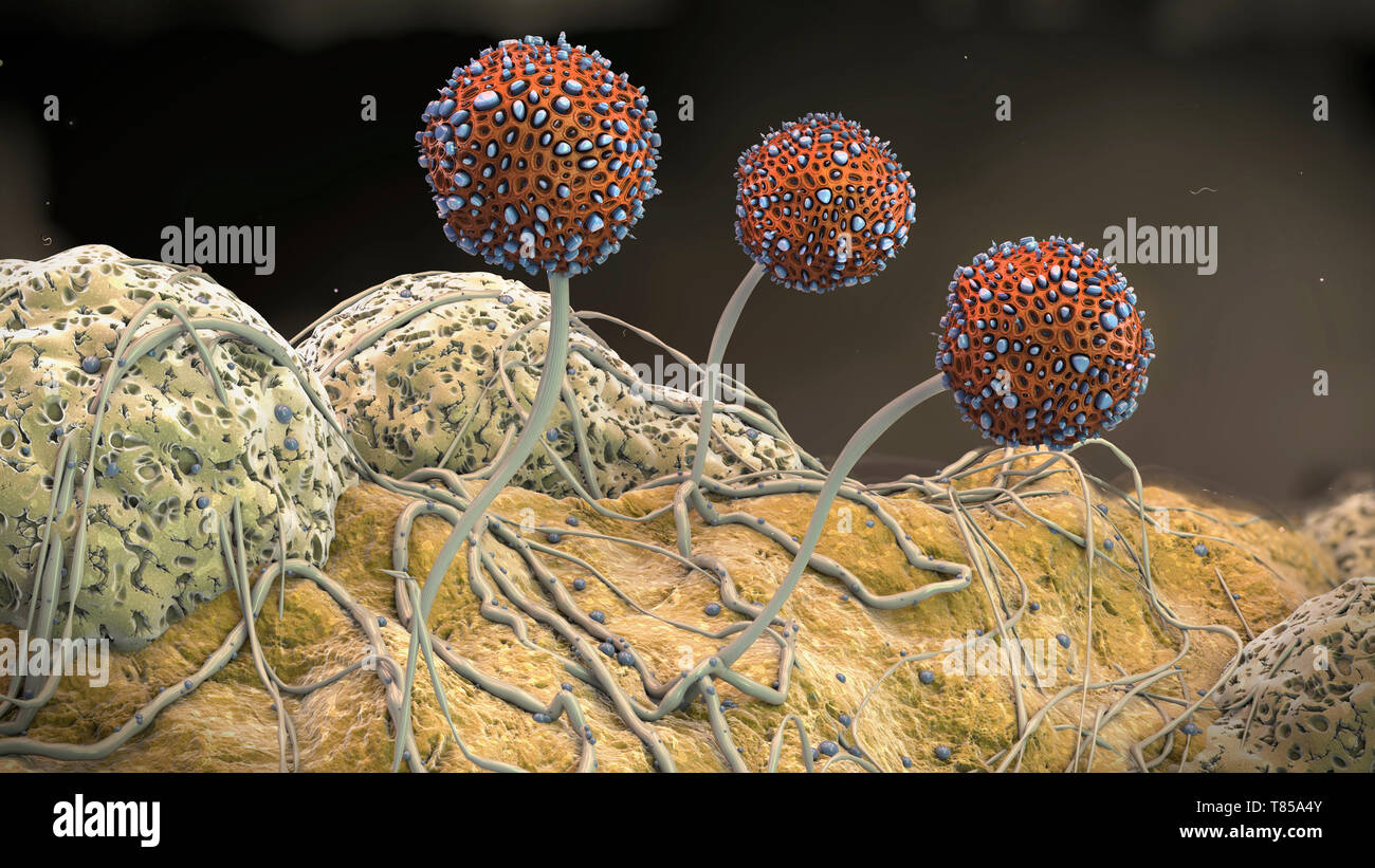 Macroconidia hi-res stock photography and images - Alamy