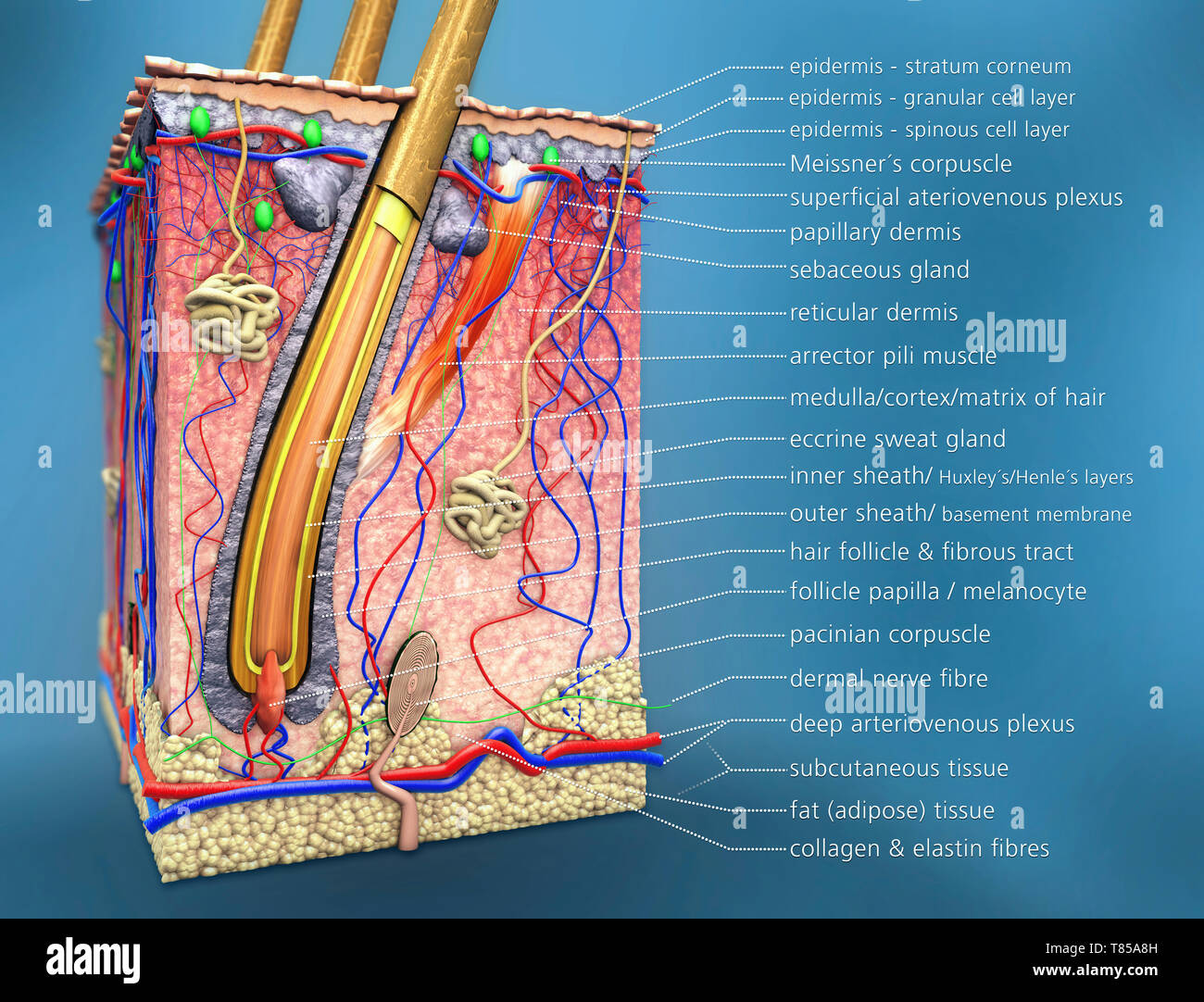 Hair Papilla Stock Photos & Hair Papilla Stock Images - Alamy