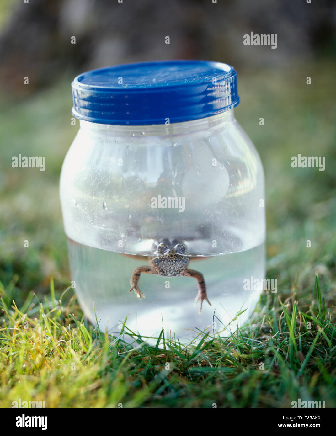 Frog in a Jar Stock Photo - Alamy