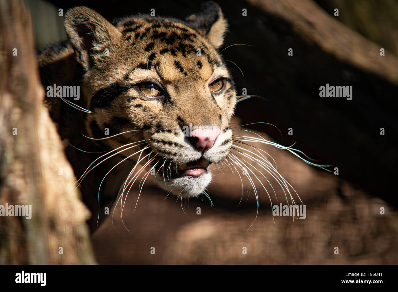 Clouded Leopard Cat High Resolution Stock Photography and Images - Alamy