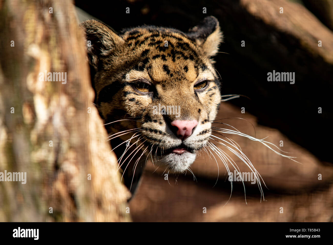 Clouded leopard cat hi-res stock photography and images - Alamy