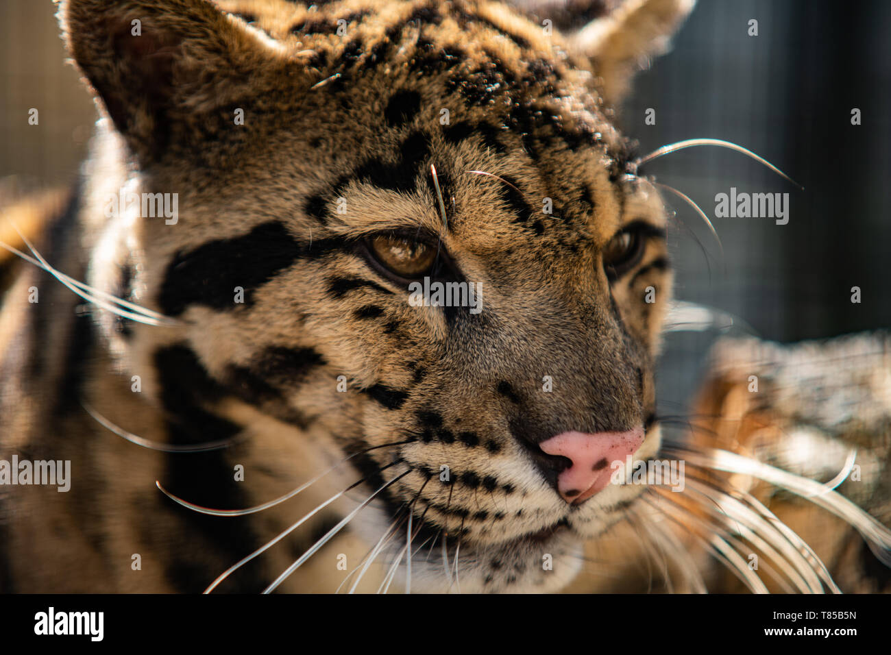 Clouded leopard cat hi-res stock photography and images - Alamy