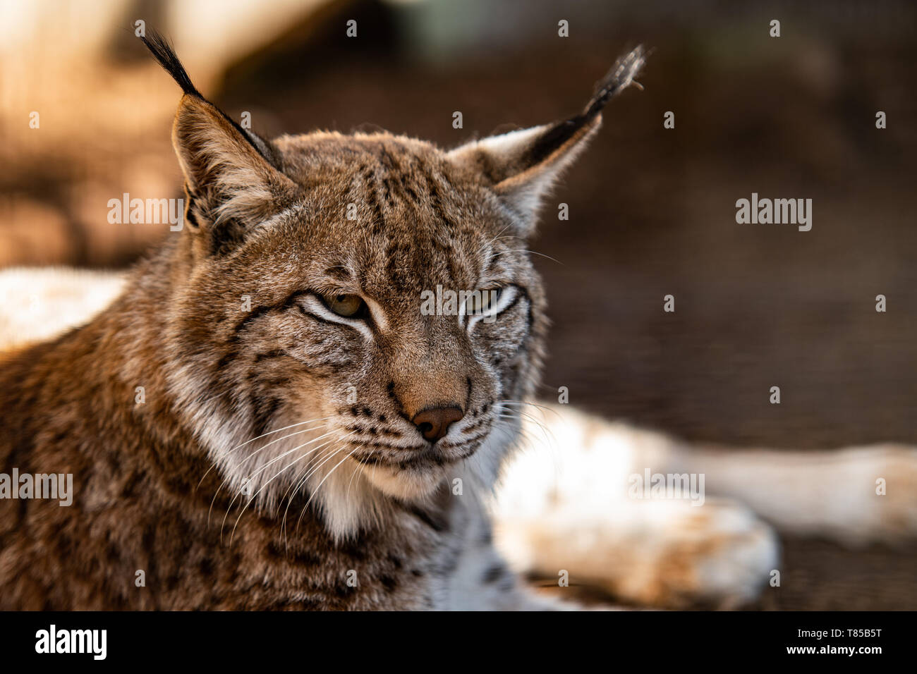 Lynx eyes hi-res stock photography and images - Alamy