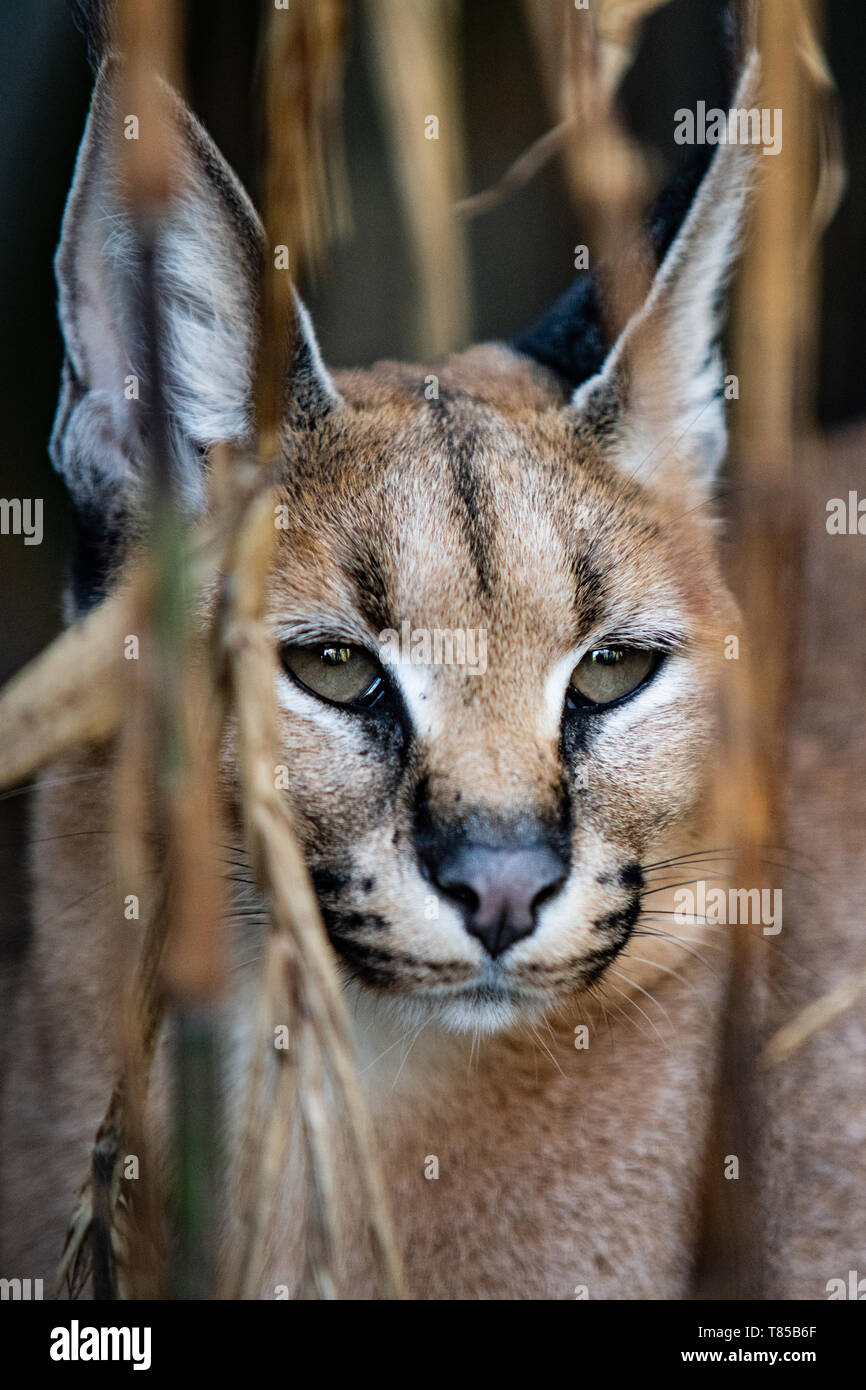 Big cat caracal hi-res stock photography and images - Alamy