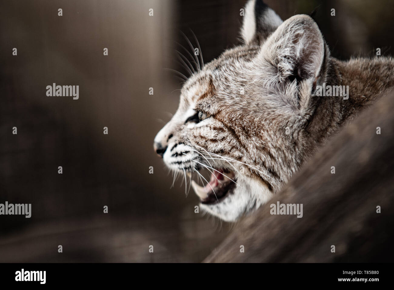 Pallas Cat Close Up Stock Photo - Alamy