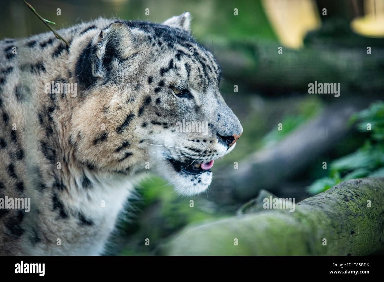 Snow Leopard Close Up Stock Photo - Alamy