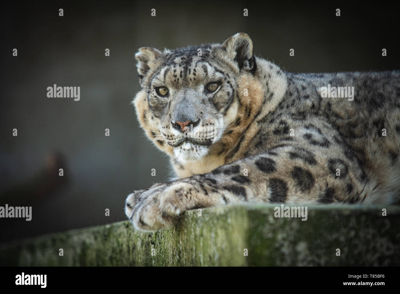Snow Leopard Close Up Stock Photo - Alamy