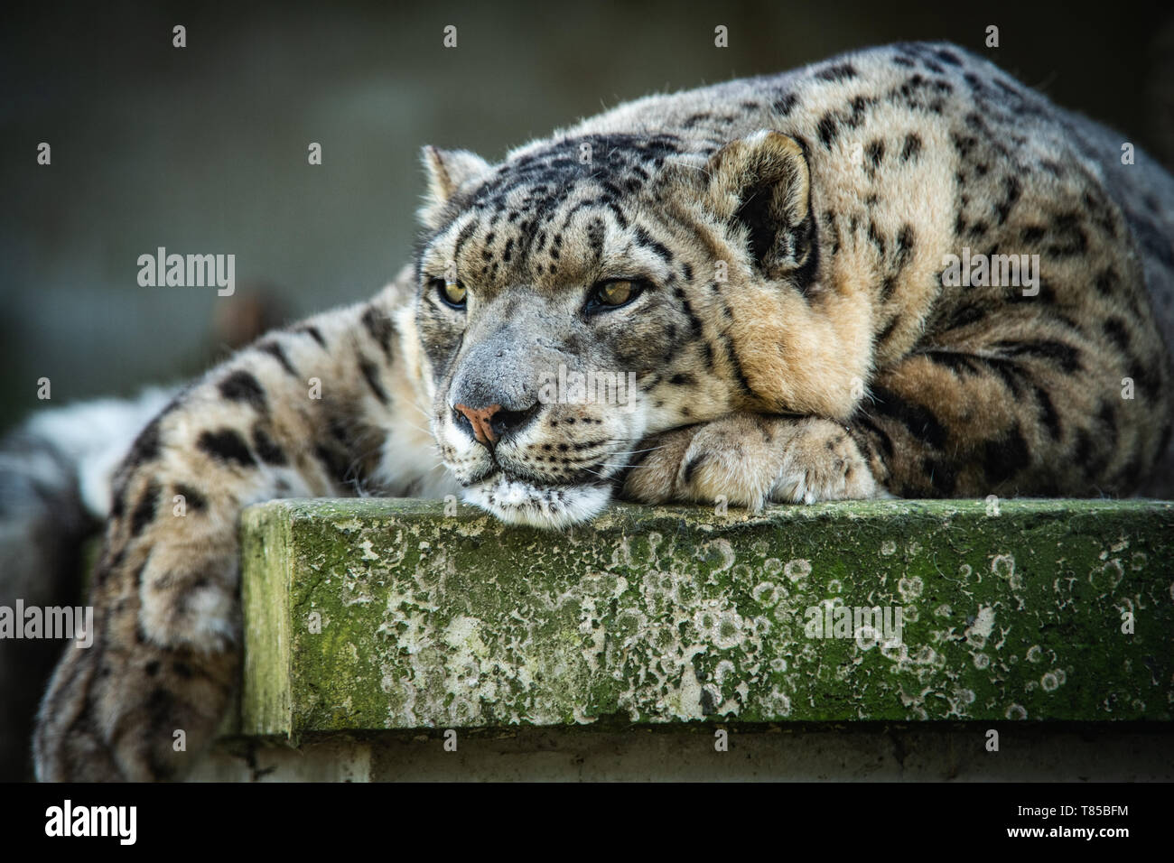 Snow Leopard Close Up Stock Photo - Alamy