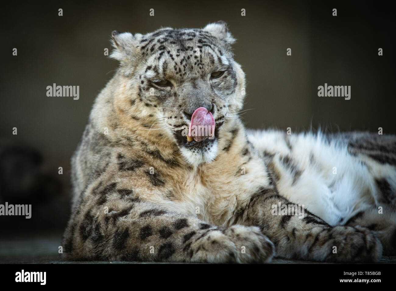 Snow Leopard Close Up Stock Photo - Alamy