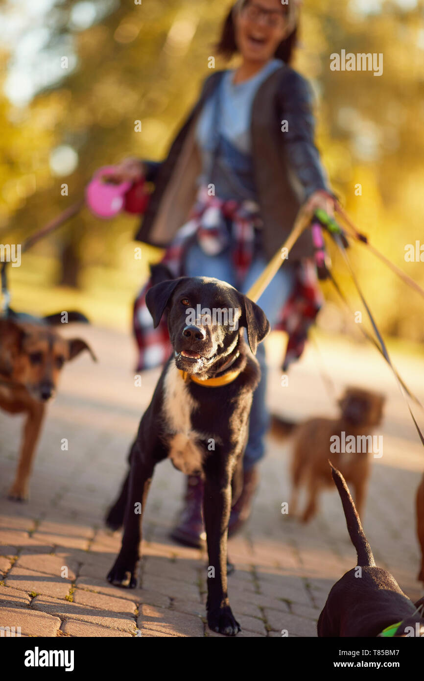 Dogs walking hi-res stock photography and images - Alamy