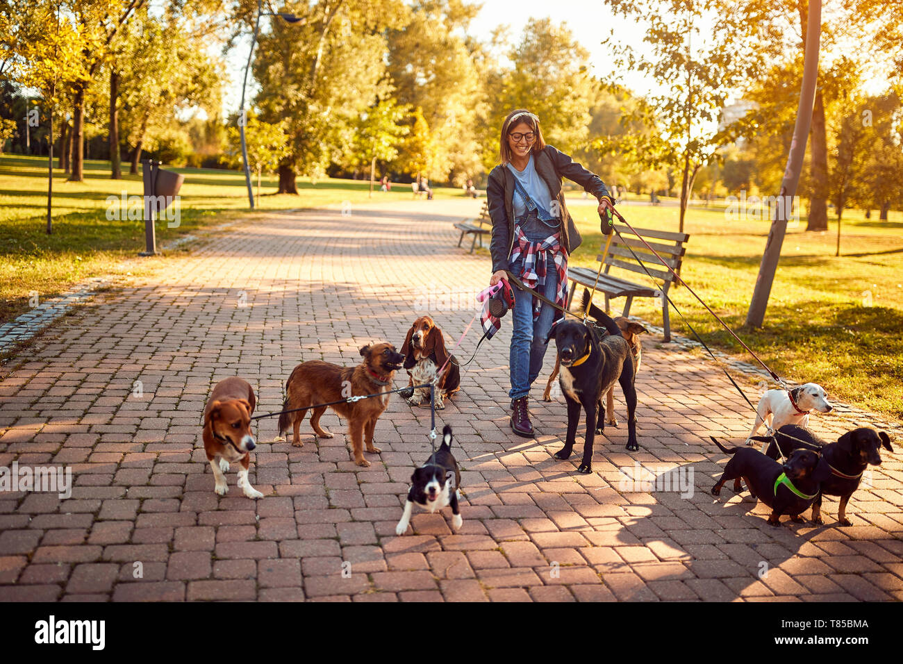 Dog dogs walker walkers hi-res stock photography and images - Alamy