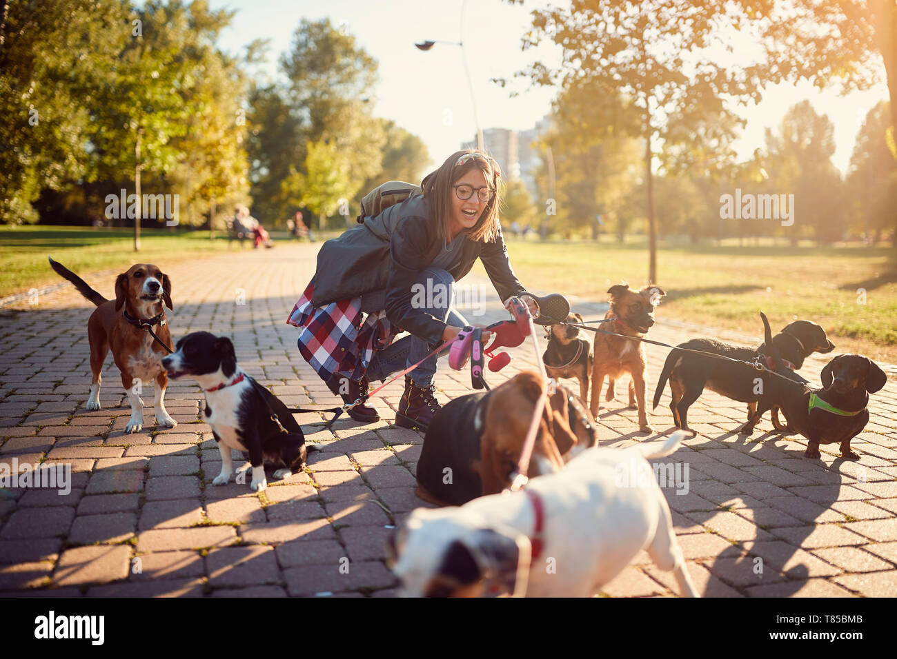 Professional dog walker walking lots of dogs hi-res stock photography ...