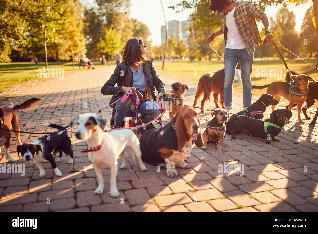 Dogs on walk hi-res stock photography and images - Alamy