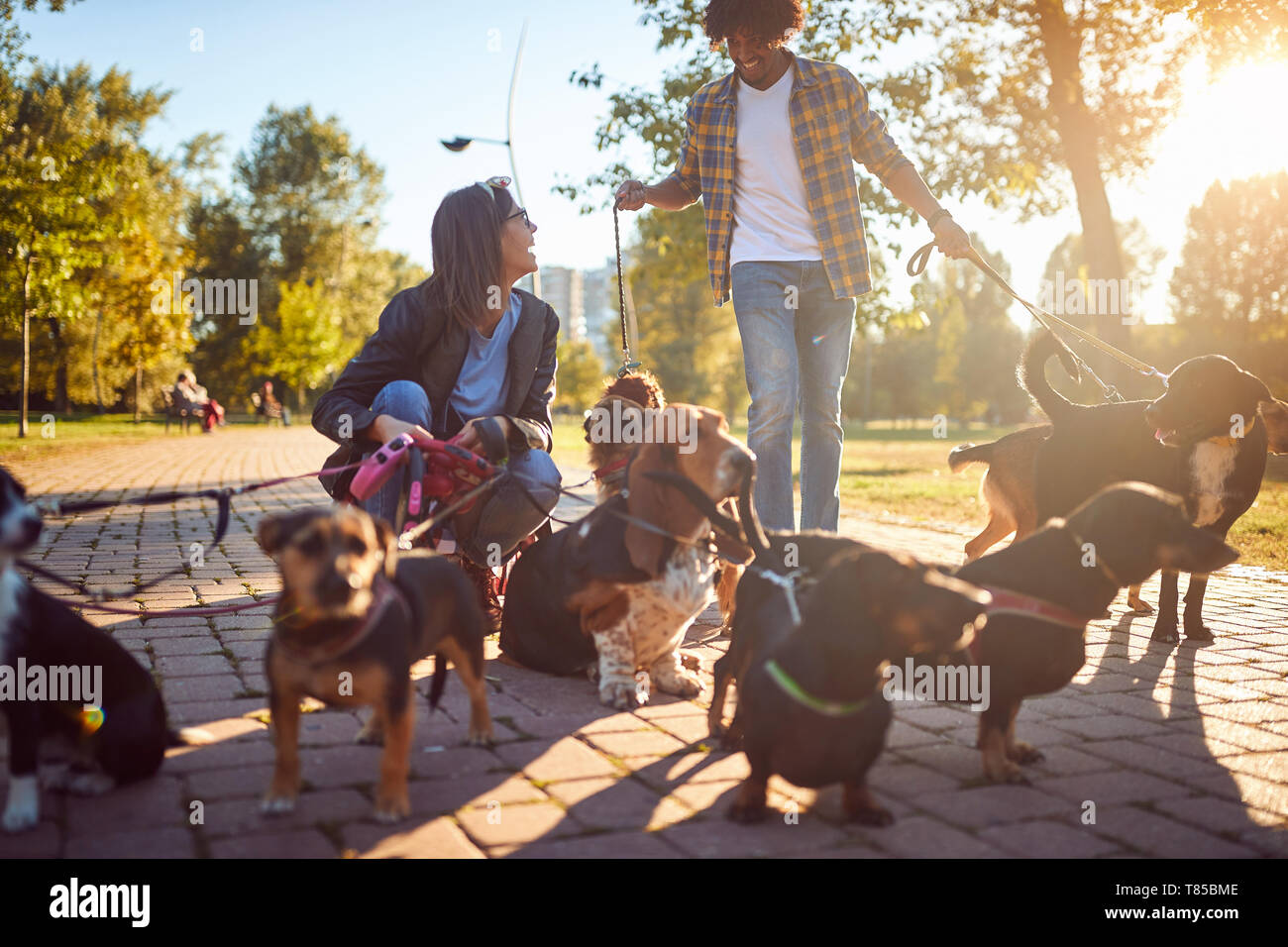 Dogs on walk hi-res stock photography and images - Alamy