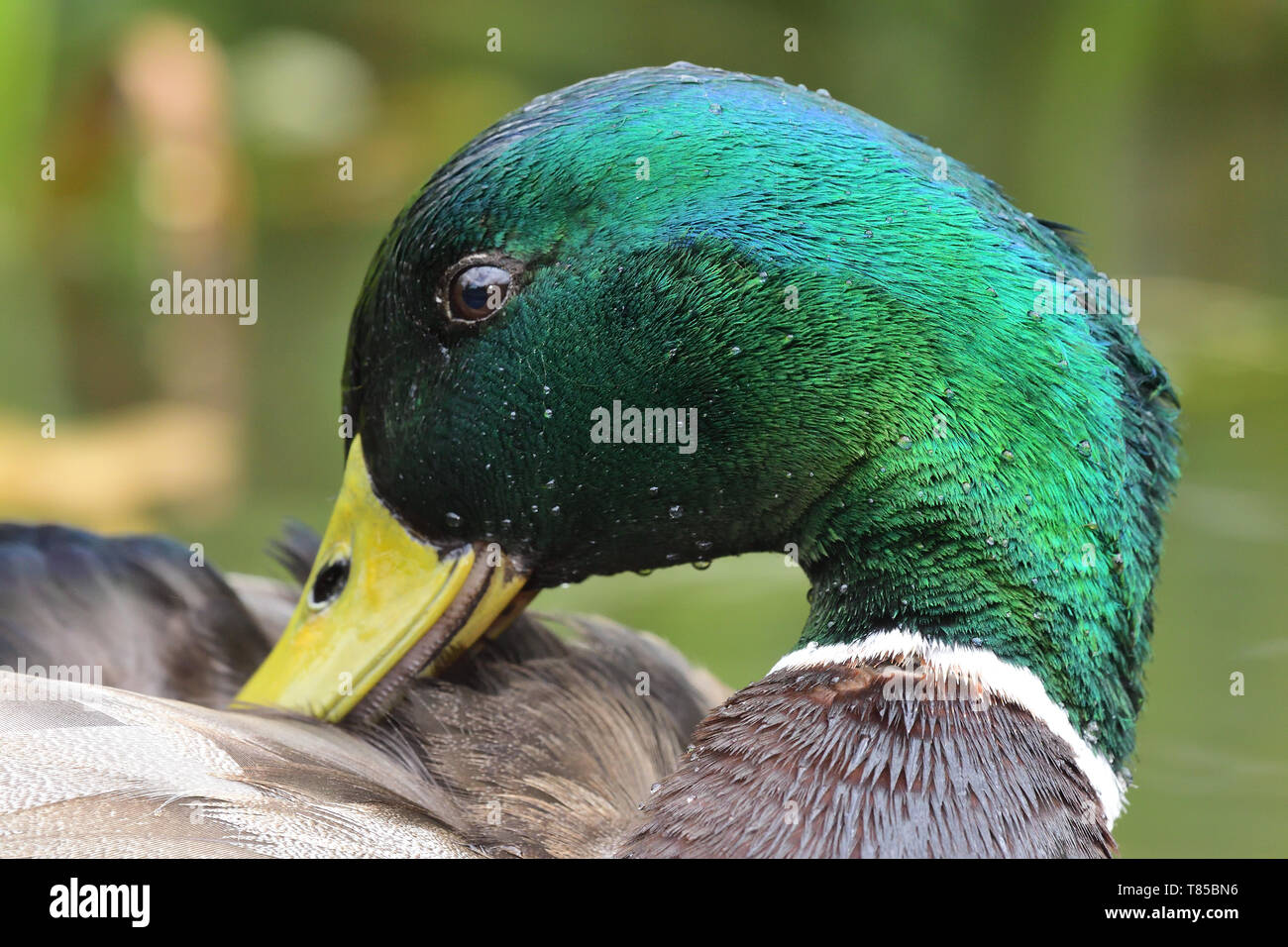 Beautiful male mallard duck preening hi-res stock photography and ...