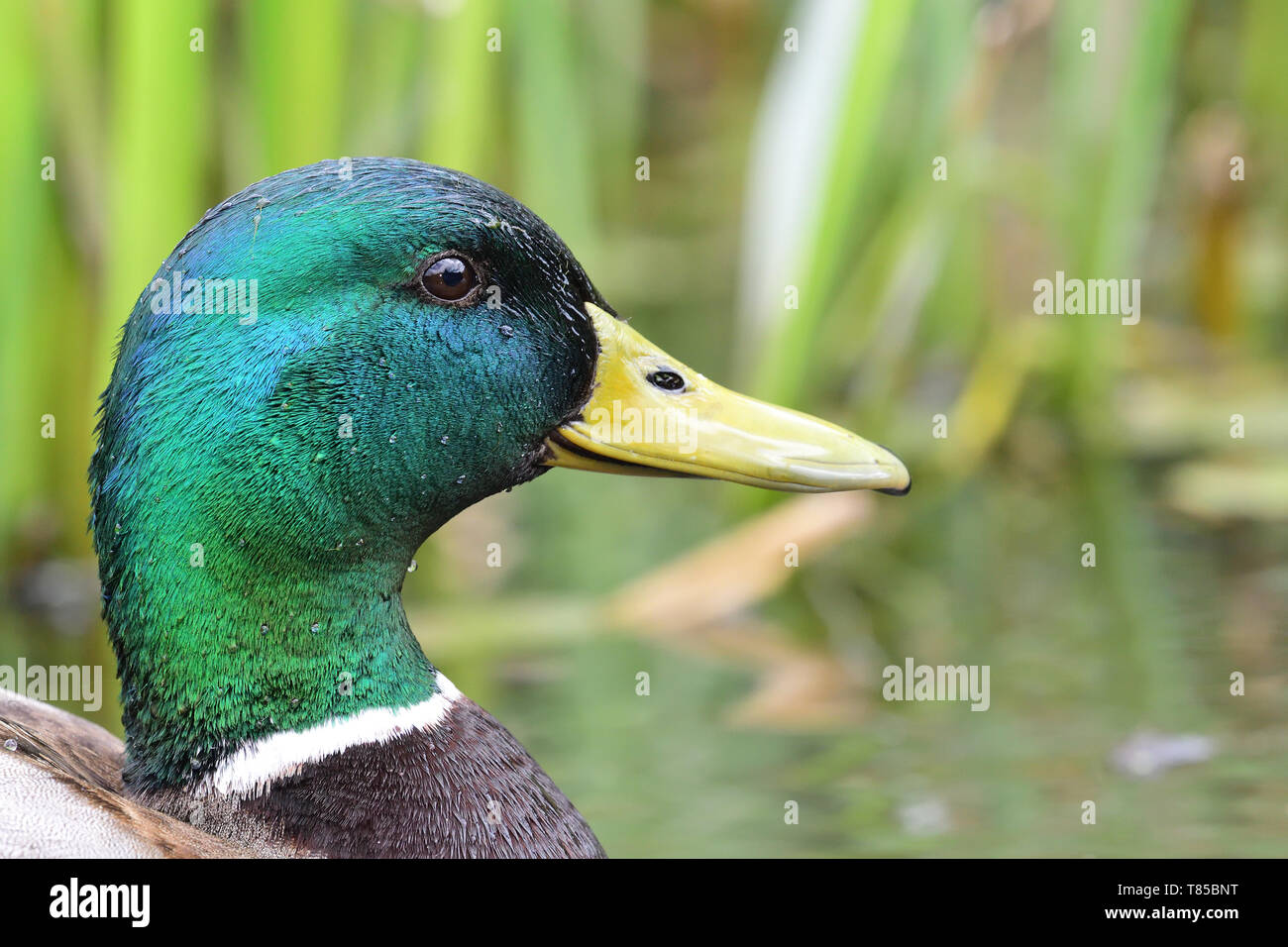 Head shot of a mallard drake (anas platyrhnchos Stock Photo - Alamy