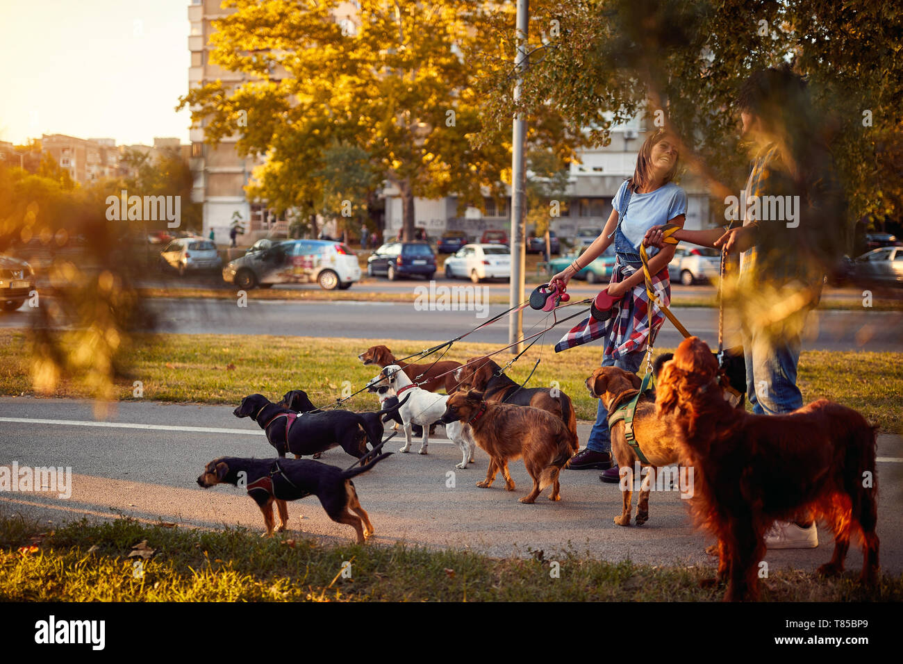 Happy couple dog walker walking with a group dogs in the park Stock ...