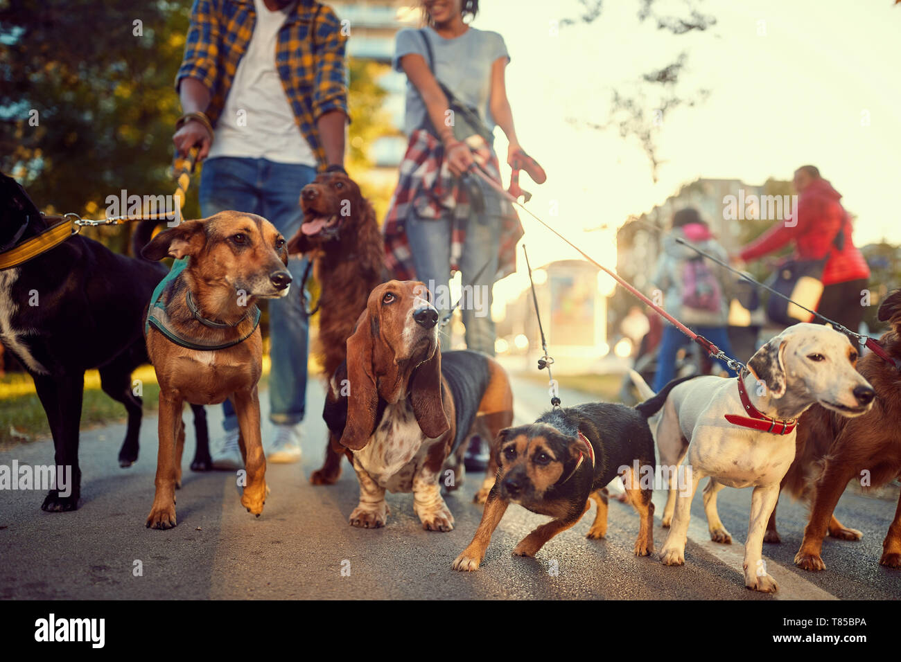 group of dogs in the park walking with professional dog walker Stock ...