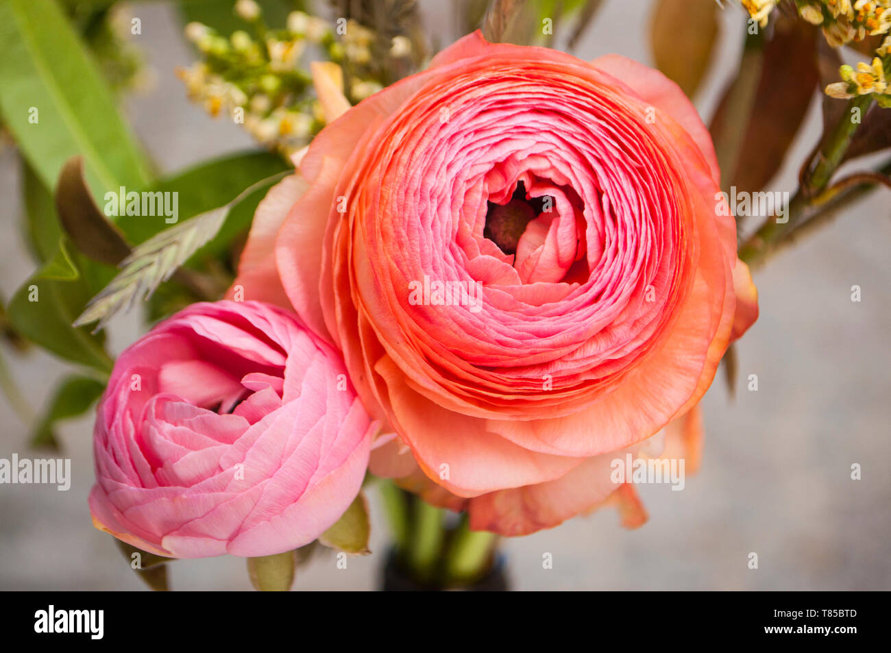 Beautiful fresh pink color ranunculus on grey background with copyspace ...