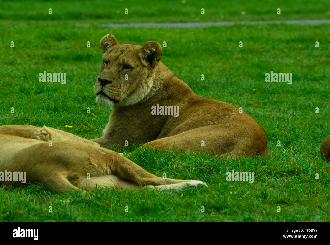 Longleat safari park lion hi-res stock photography and images - Alamy