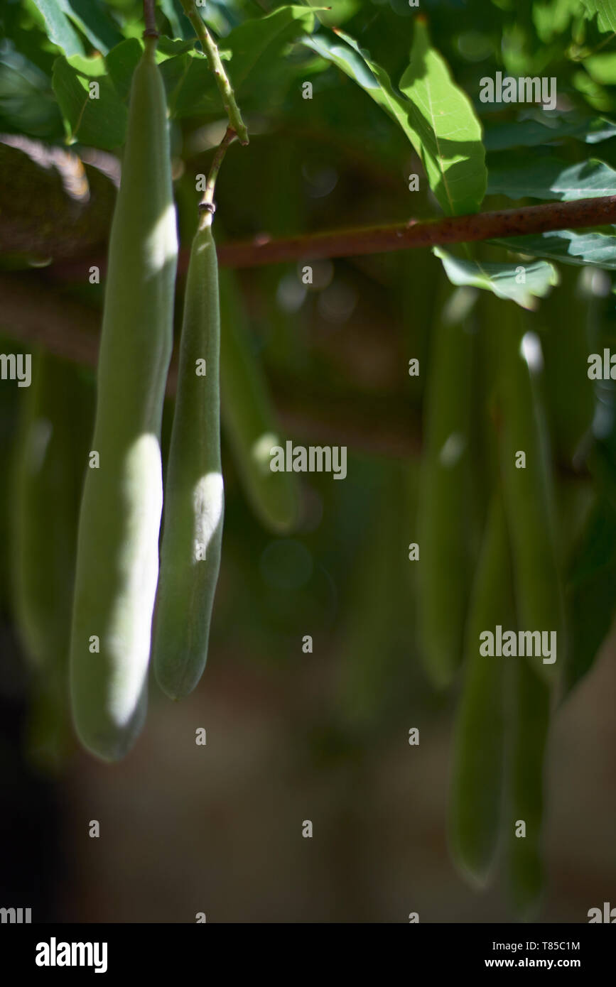 Beautiful shot of fresh growing green beans hanging on a tree in summer ...