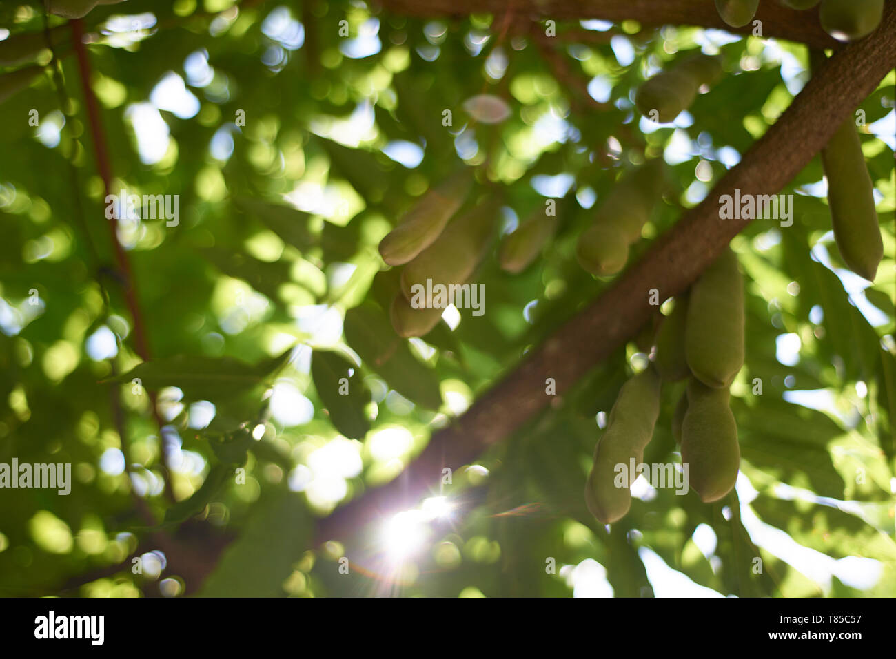 Beautiful shot of fresh growing green beans hanging on a tree in summer ...