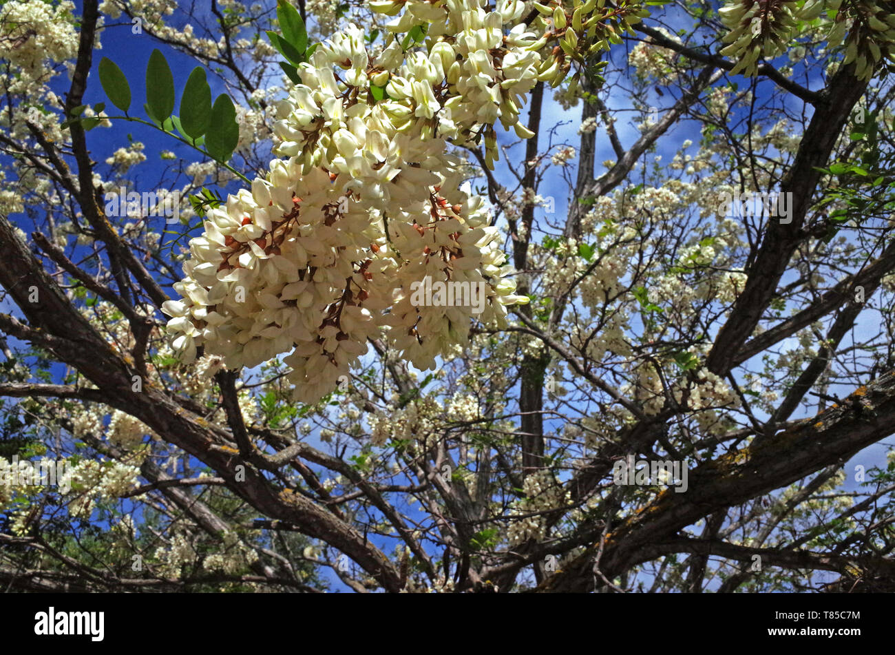 Robinia Pseudoacacia Leaf High Resolution Stock Photography and Images ...