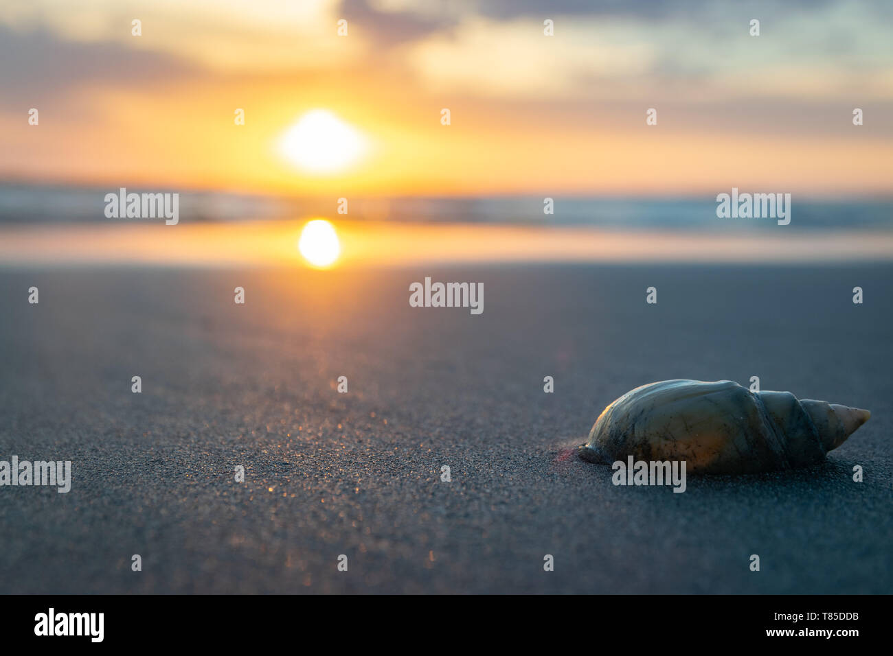 Seashell at sunrise in the beach Stock Photo - Alamy