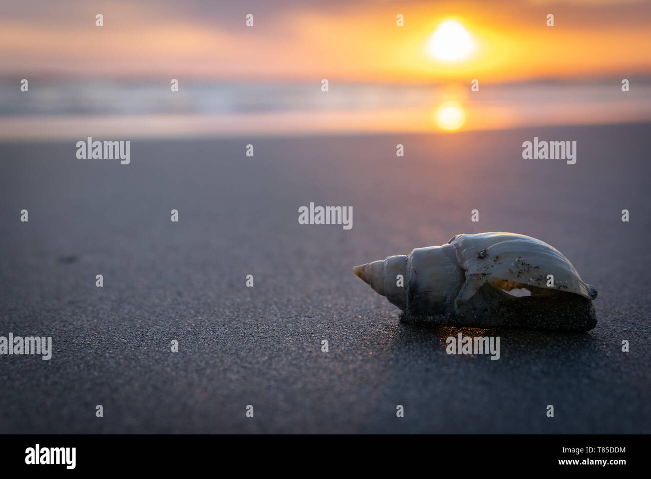 Seashell at sunrise in the beach Stock Photo - Alamy