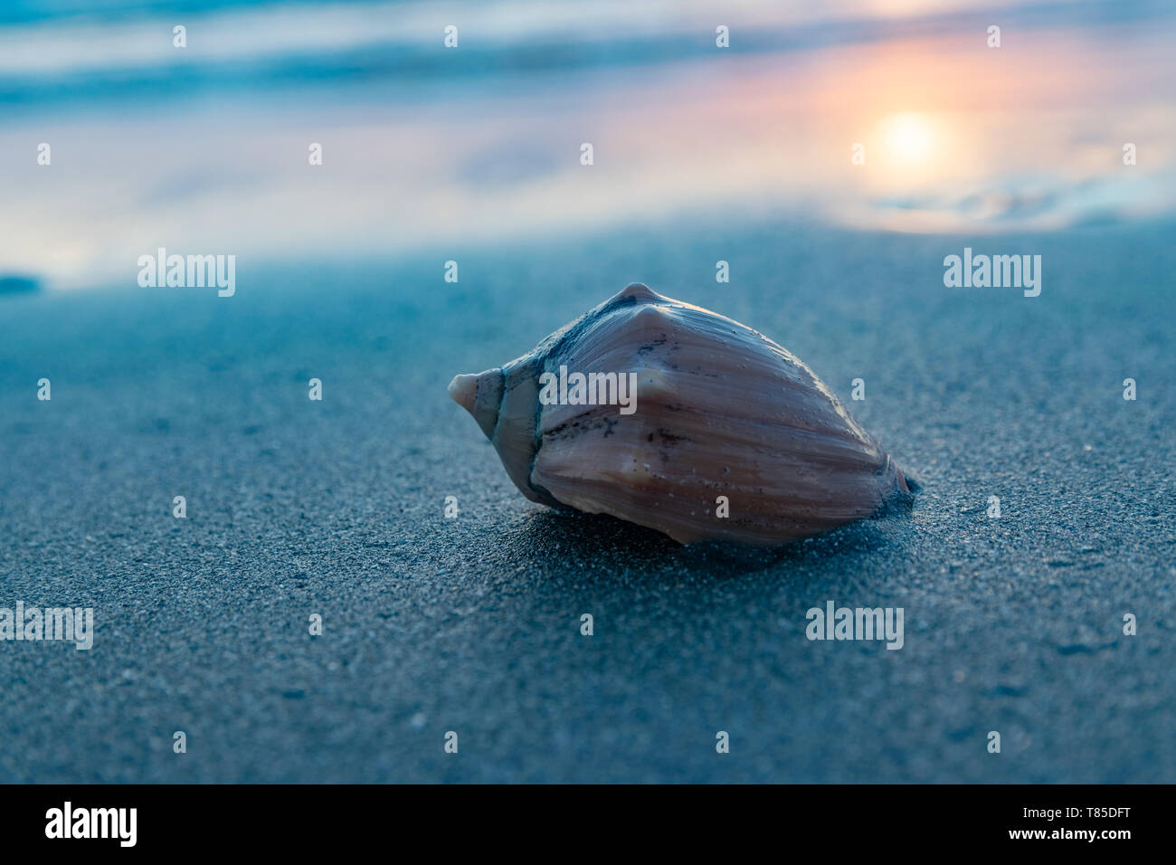 Seashell at sunrise in the beach Stock Photo - Alamy