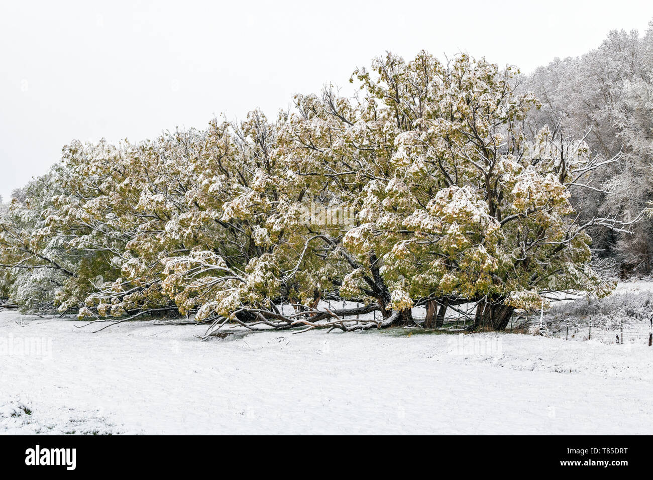 White willow trees hi-res stock photography and images - Alamy