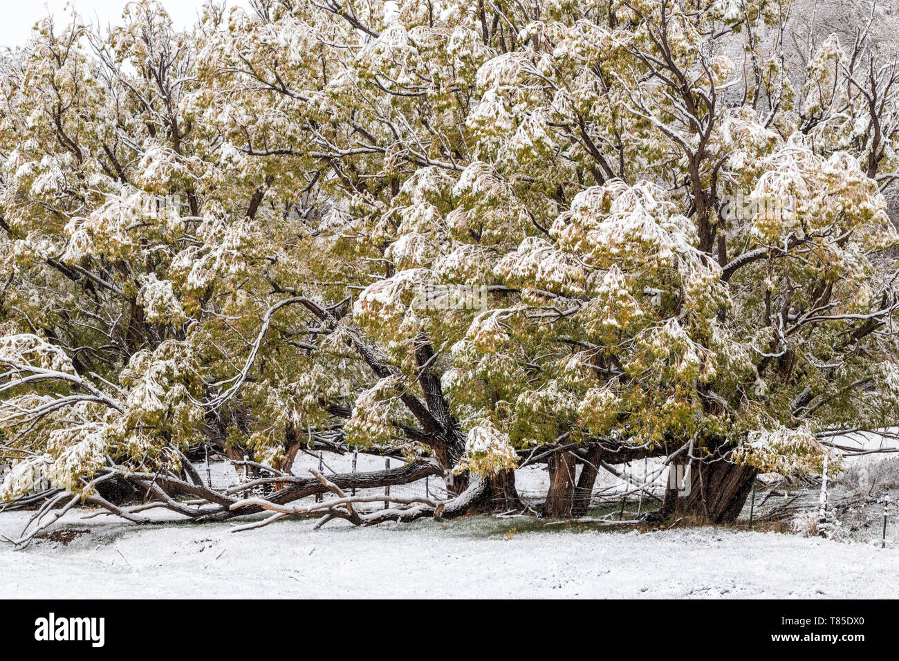 Willow trees in winter hi-res stock photography and images - Alamy