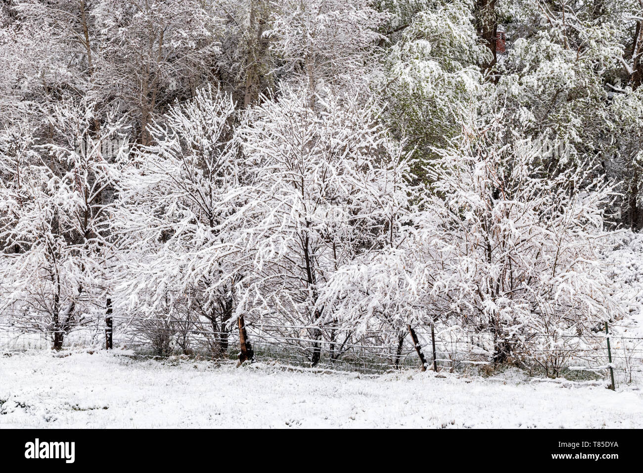 Rare plants and trees hi-res stock photography and images - Alamy