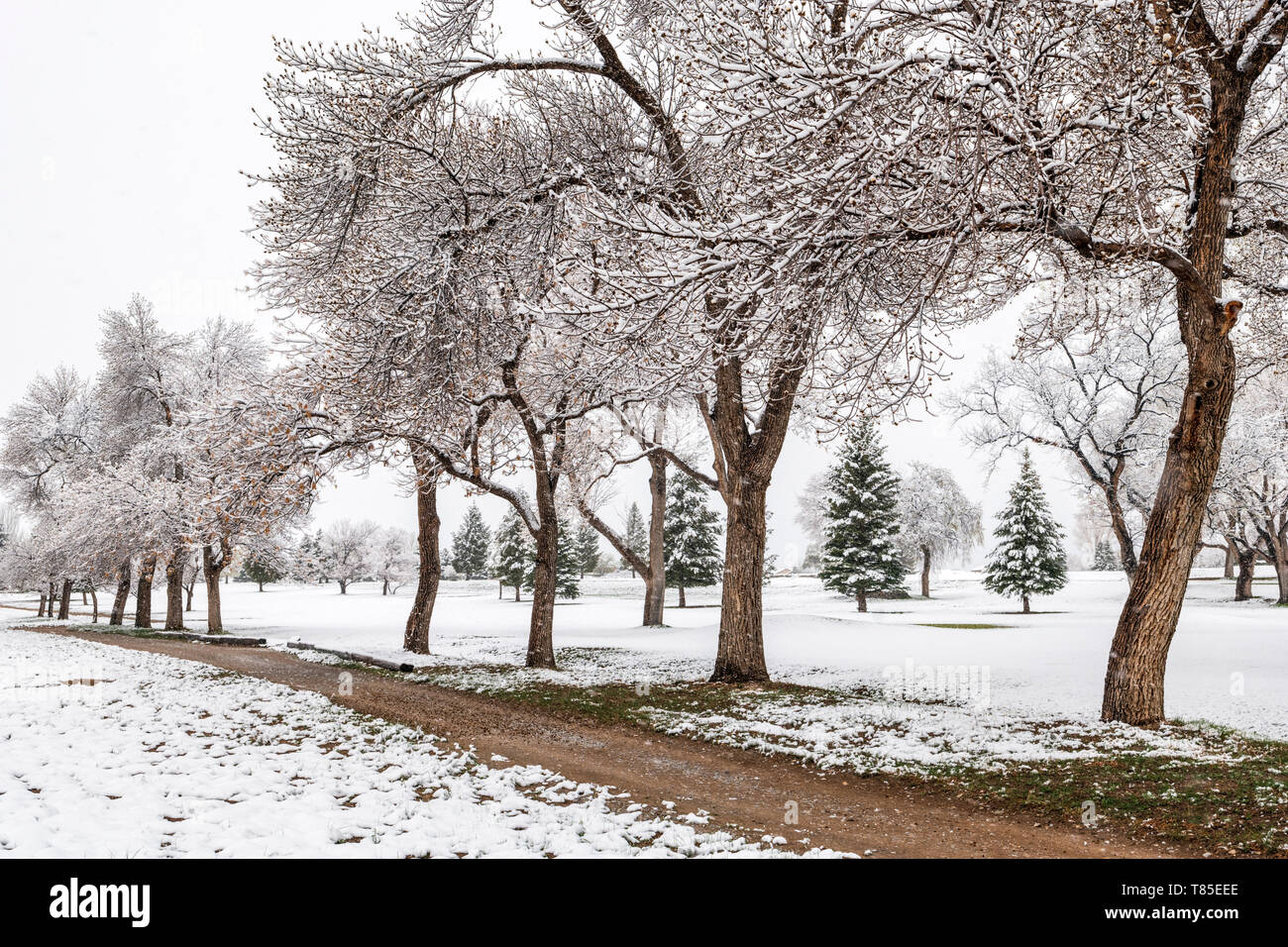 Dirt path & Fremont Cottonwood trees with spring leaves in fresh May ...