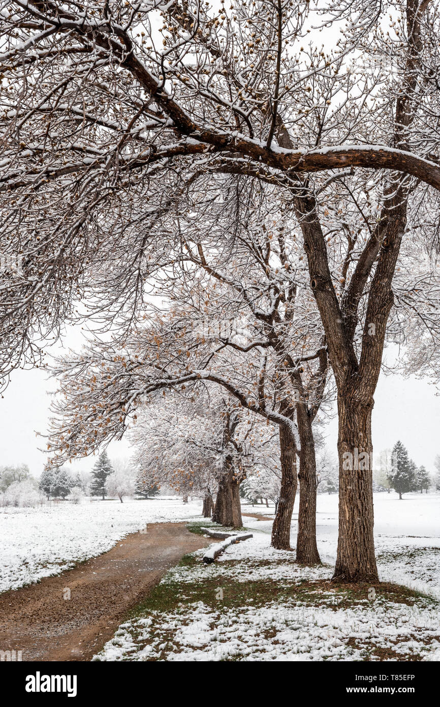Dirt path & Fremont Cottonwood trees with spring leaves in fresh May ...
