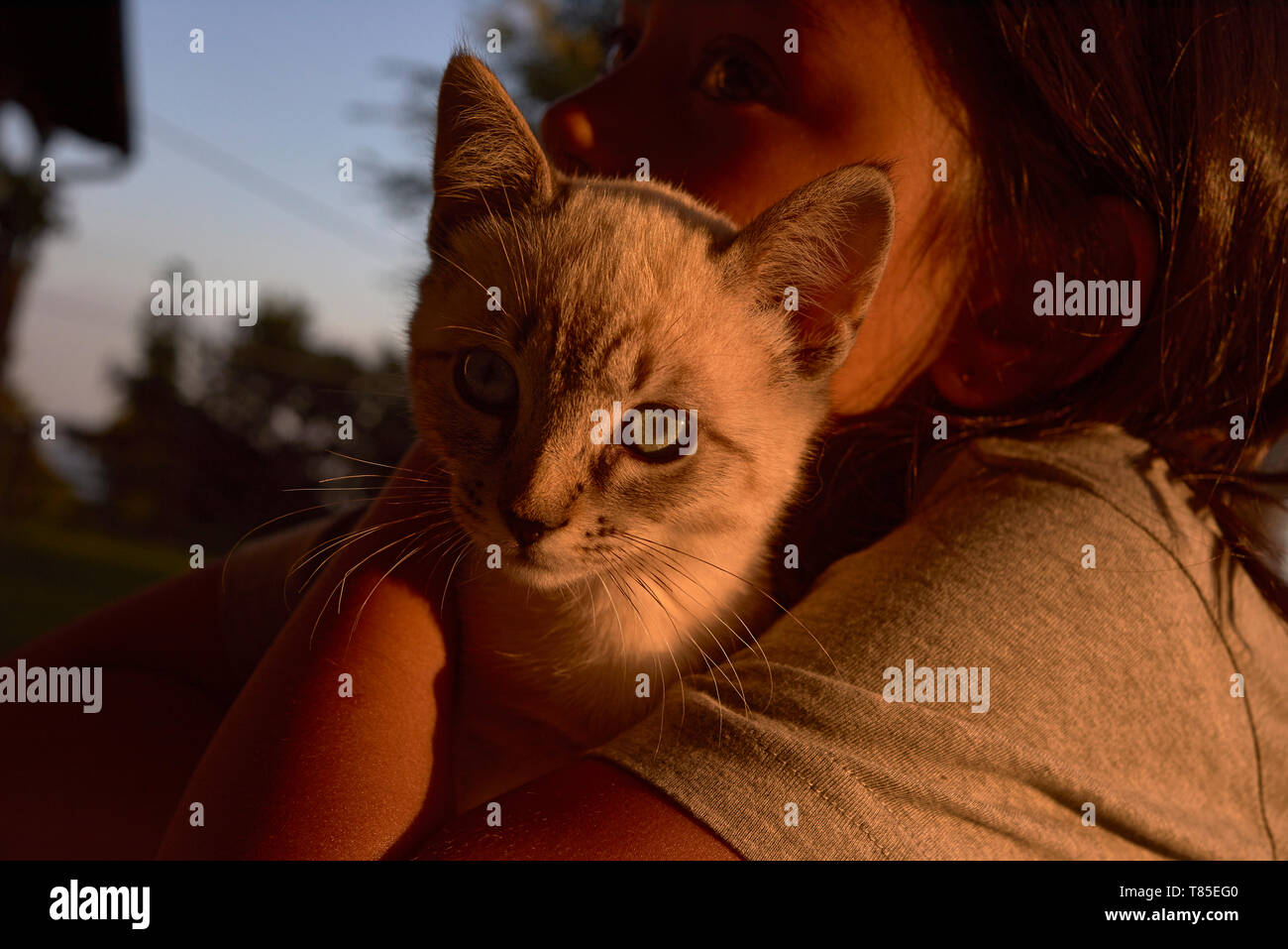 Young girl lovingly carrying a cute kitten Stock Photo - Alamy