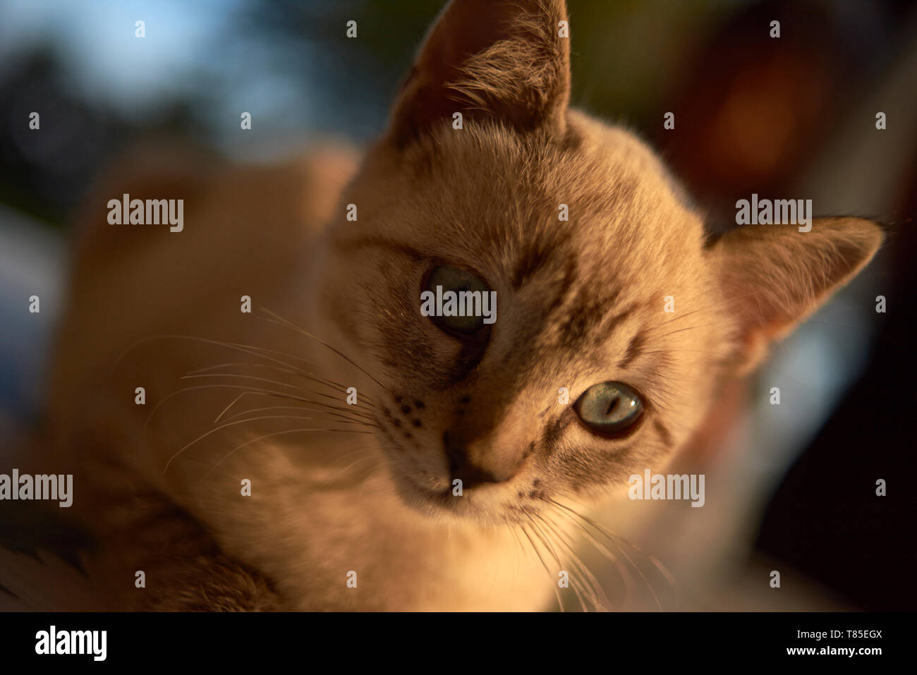 Girl Carrying A Cat High Resolution Stock Photography and Images - Alamy