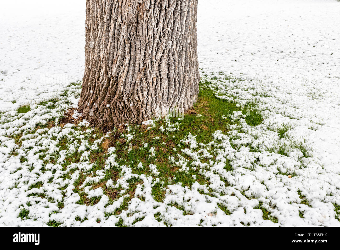 Fremont Cottonwood trees with spring leaves in fresh May 9th springtime ...