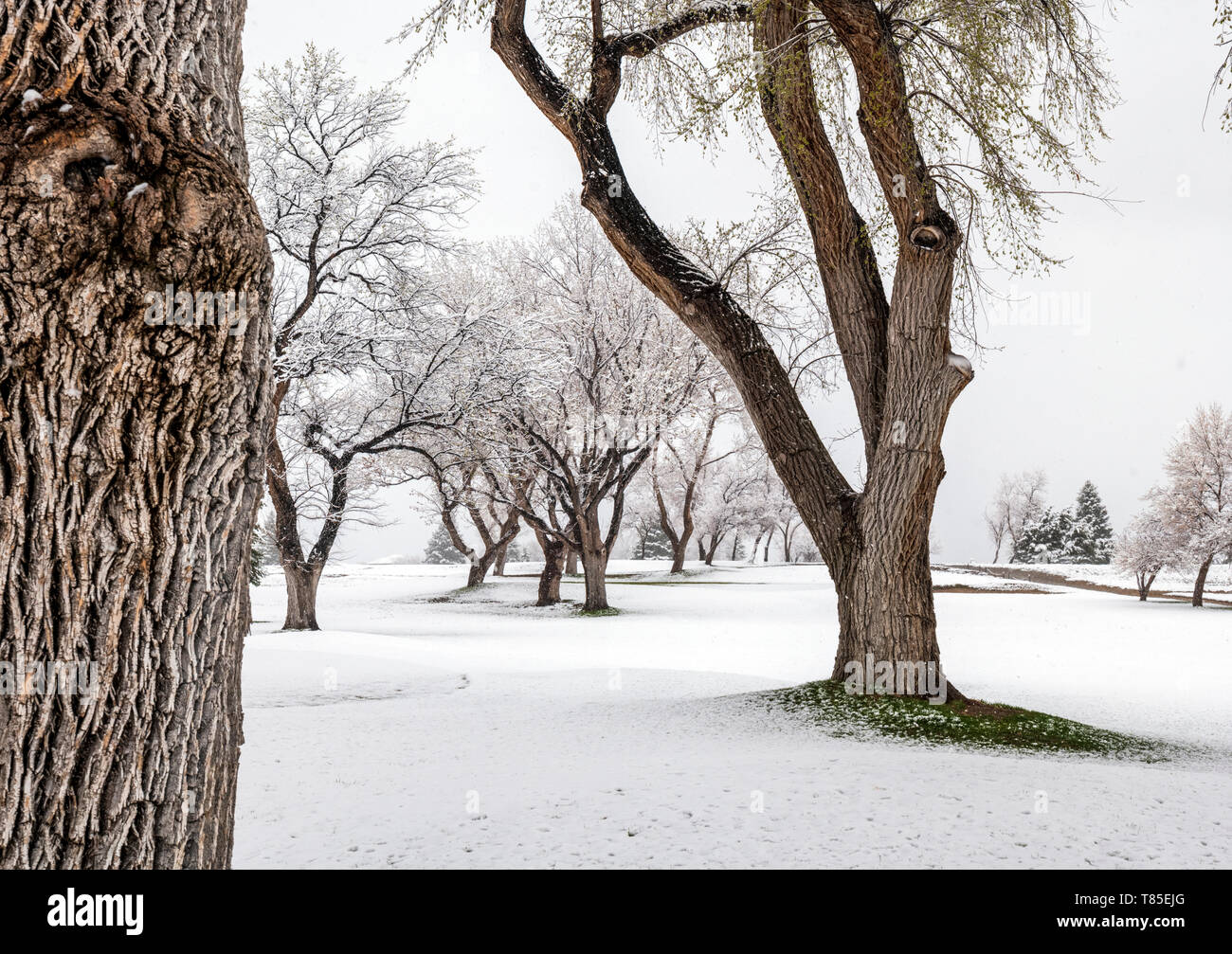 Fremont Cottonwood trees with spring leaves in fresh May 9th springtime ...