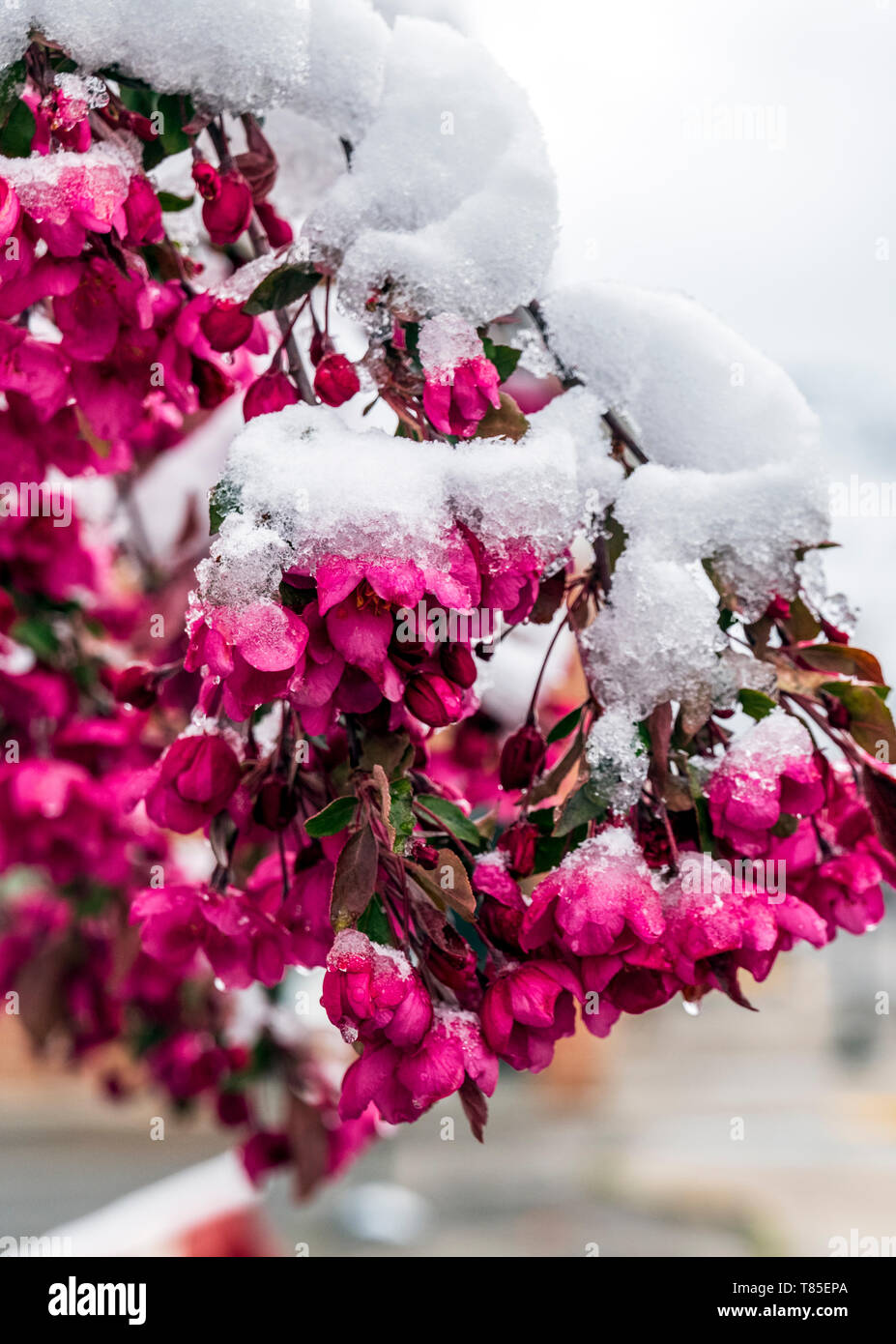 Crab Apple Tree dusted with fresh springtime snow; Salida; Colorado ...