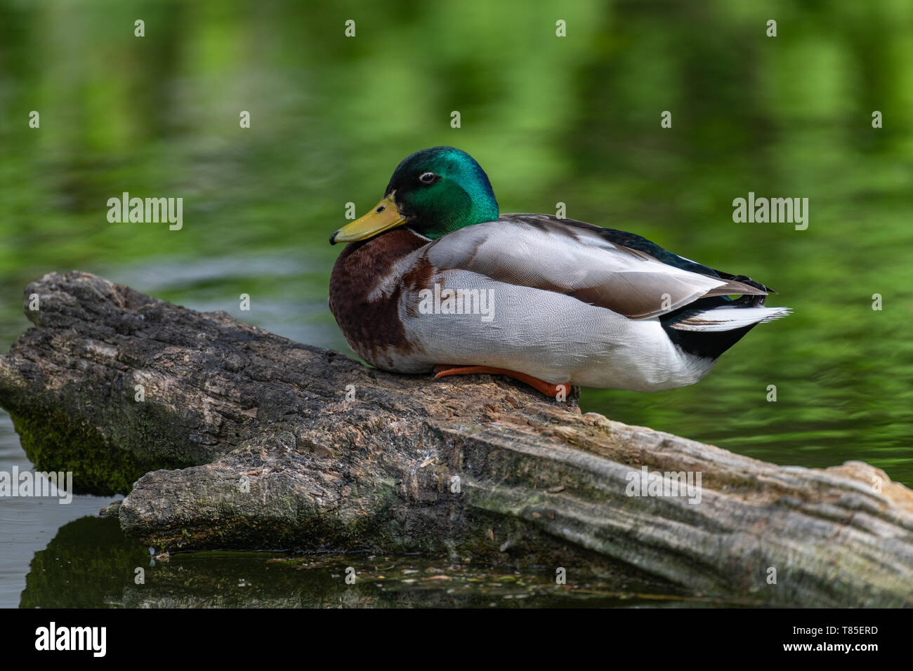 Mallard Duck (Anas platyrhynchos) resting on a log Stock Photo - Alamy