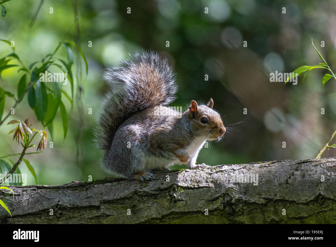 Eastern gray squirrel (Sciurus carolinensis Stock Photo - Alamy
