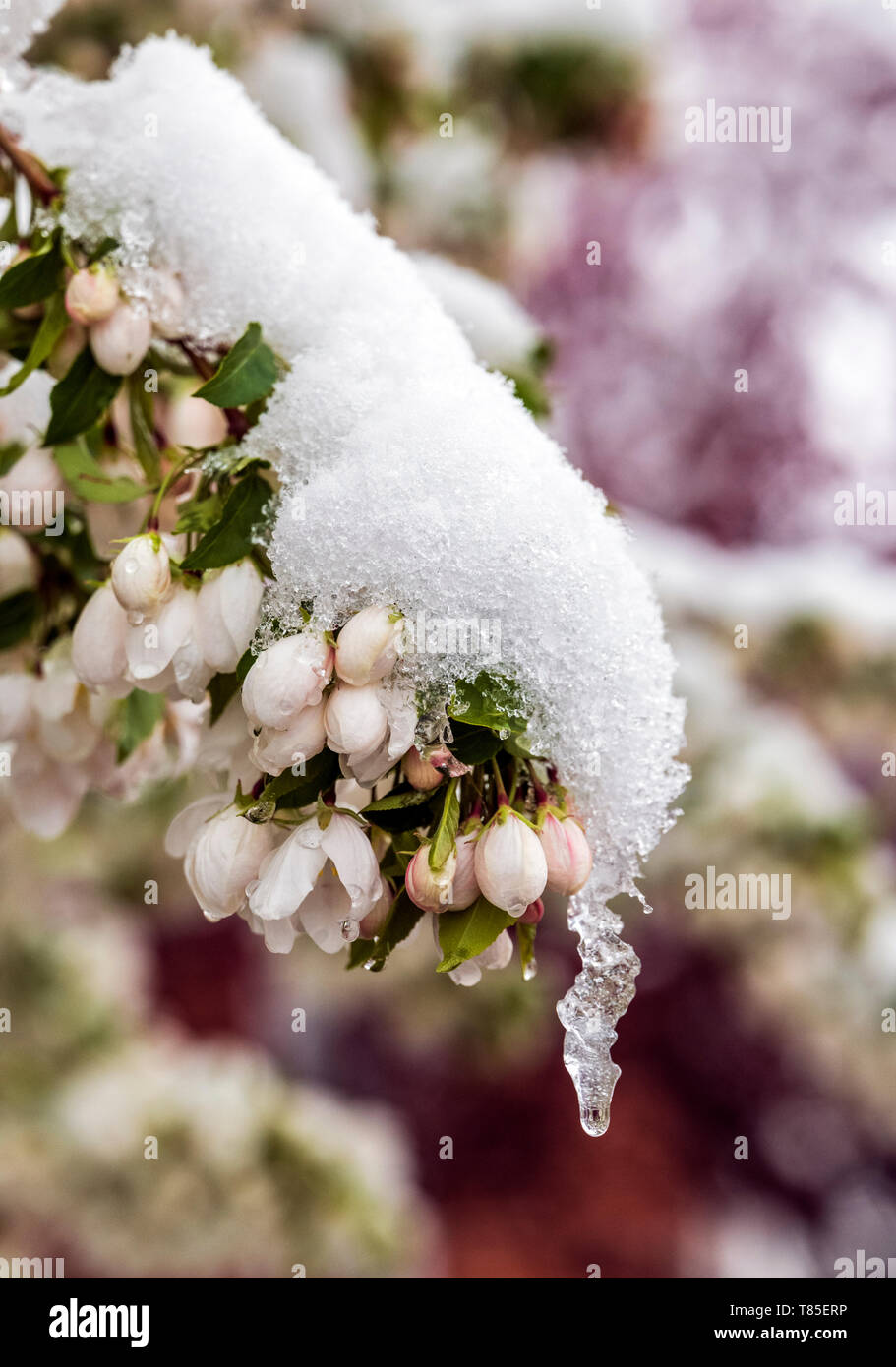 Asian Pear Tree dusted in springtime snow; Salida; Colorado; USA Stock ...