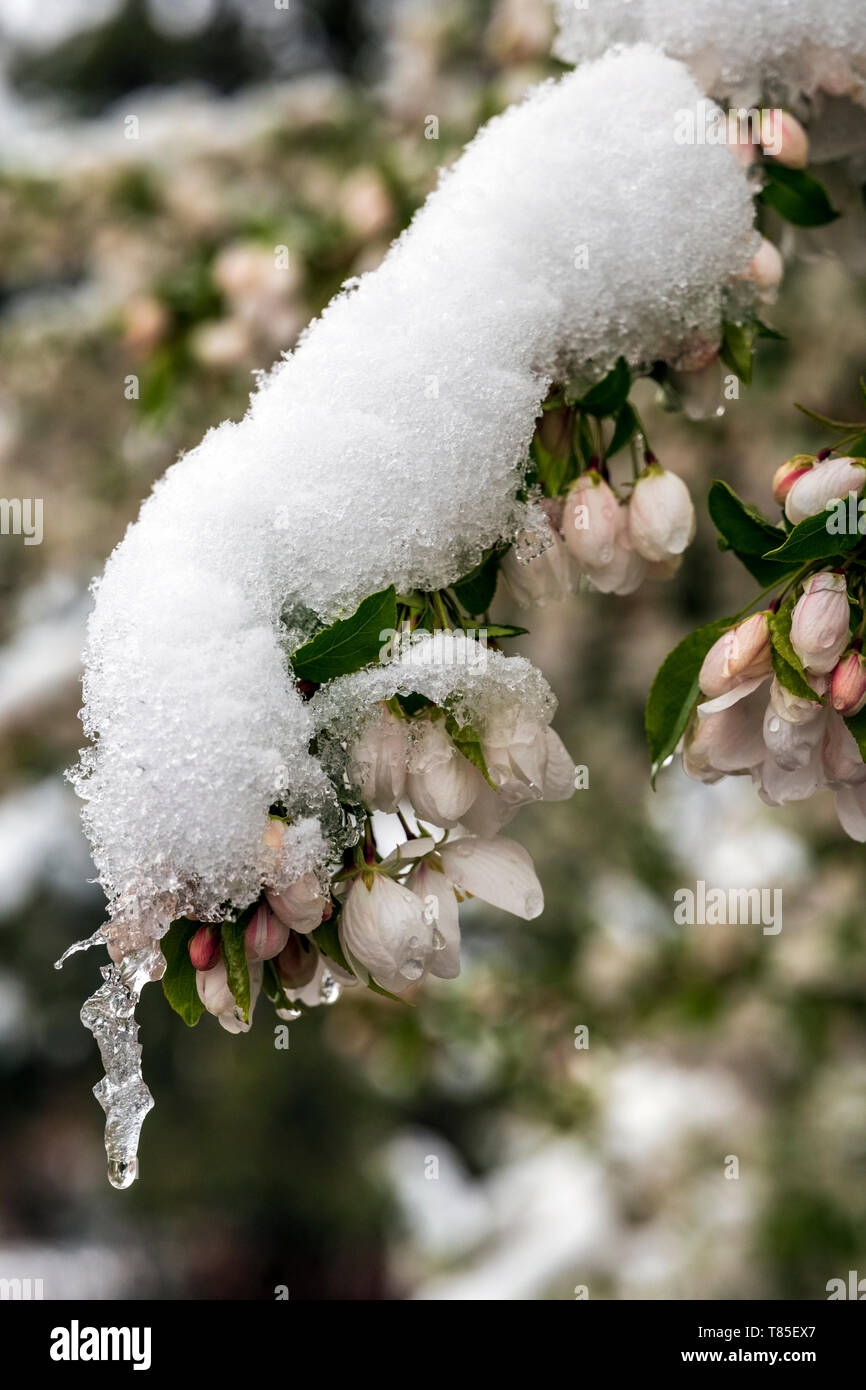 Asian Pear Tree dusted in springtime snow; Salida; Colorado; USA Stock ...
