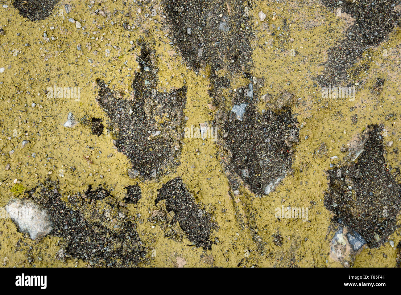 Penguin tracks hi-res stock photography and images - Alamy