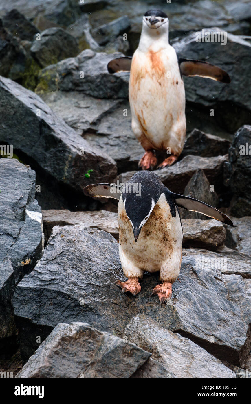 Two muddy Chinstrap Penguins hopping down the penguin highway on a ...