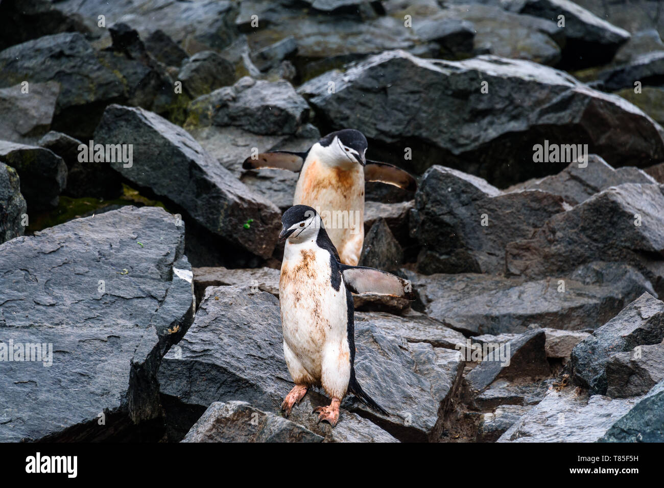 Two muddy Chinstrap Penguins hopping down the penguin highway on a ...