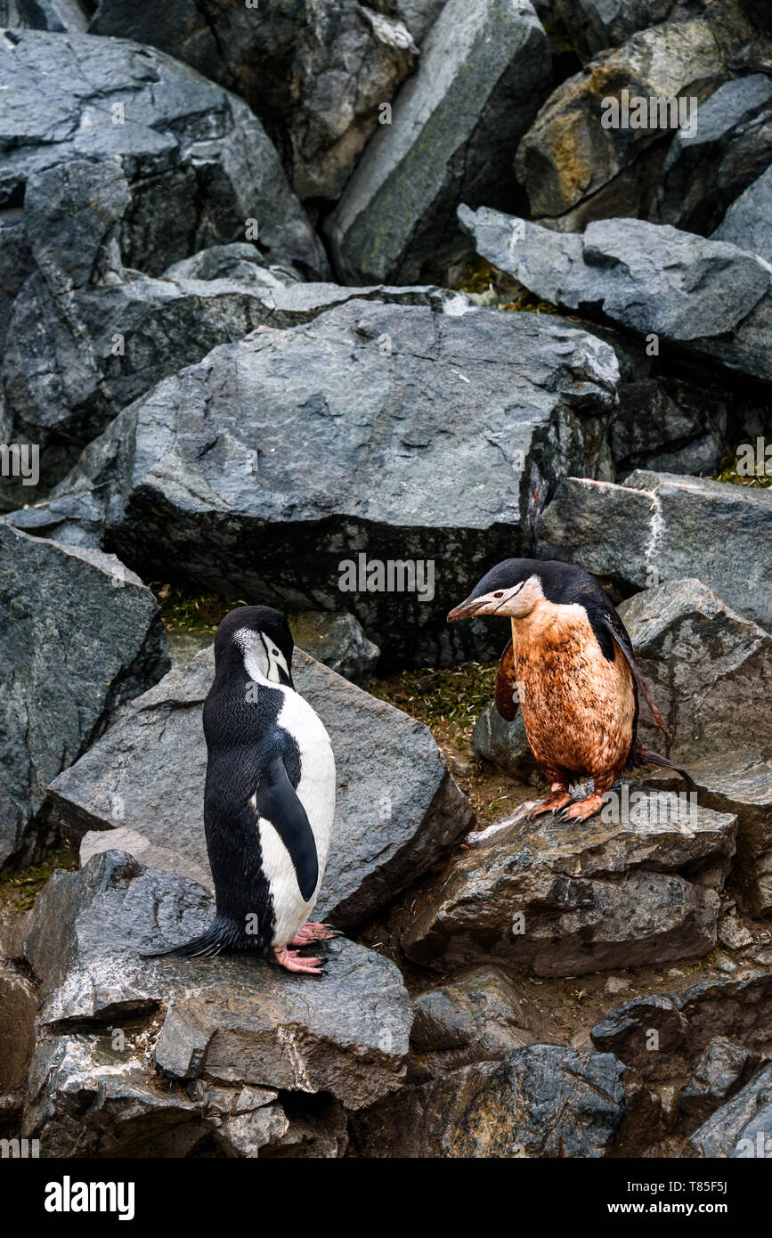Two Chinstrap Penguins, one muddy and one clean, hopping down the ...