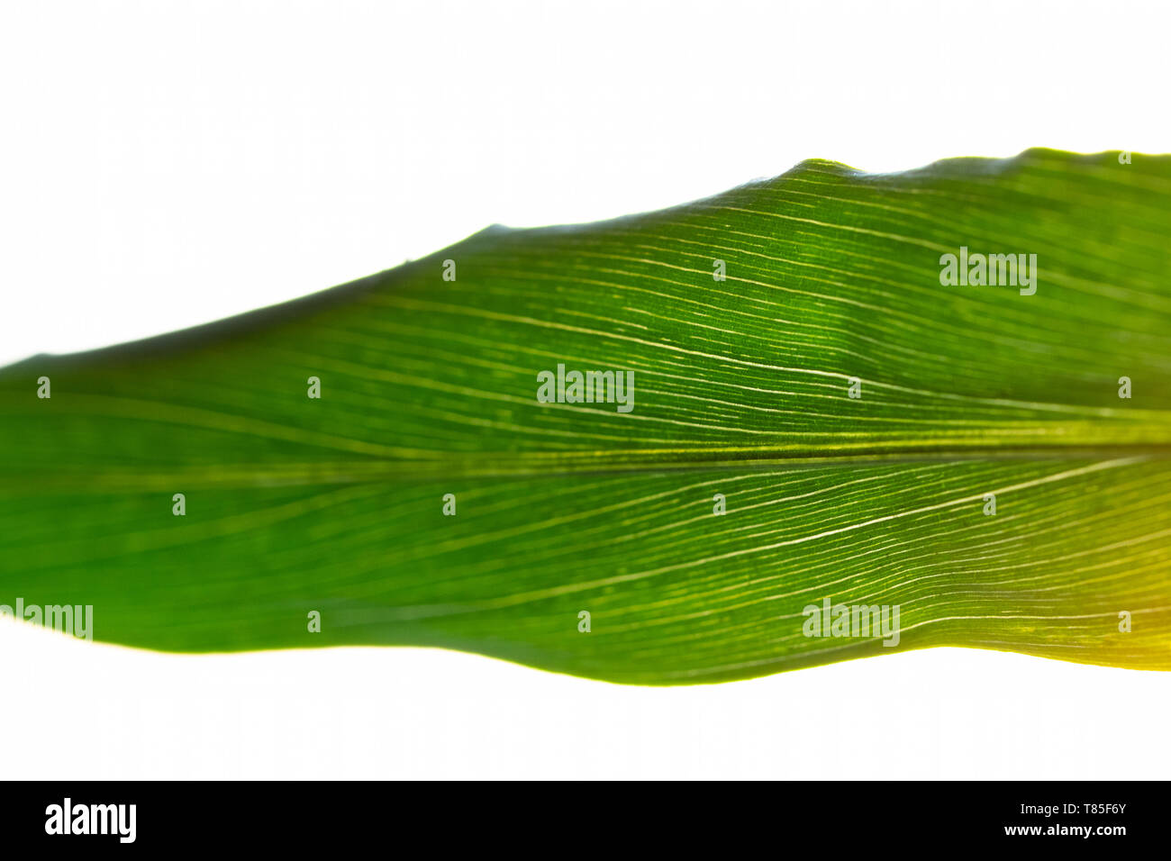 Leaf in macro scale in transmitted light. Visible vessels and veins ...